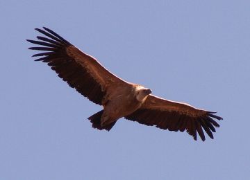 Vulture - New World Encyclopedia