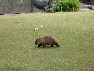 Wombat - New World Encyclopedia