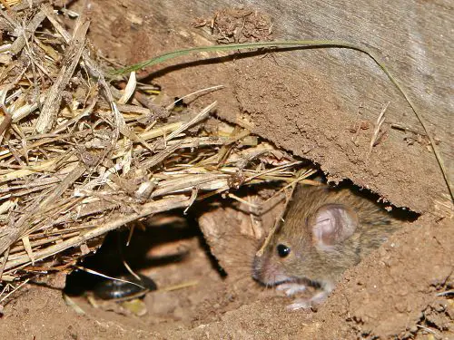 Mouse - New World Encyclopedia