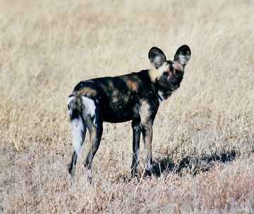 Kalahari Desert - New World Encyclopedia