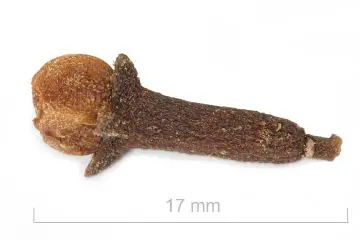Clove - New World Encyclopedia