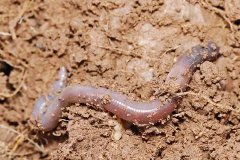 Worm - New World Encyclopedia