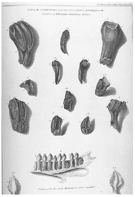 Paleontology - New World Encyclopedia