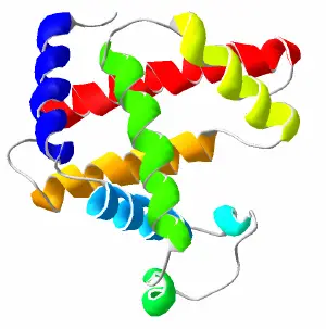Protein - New World Encyclopedia