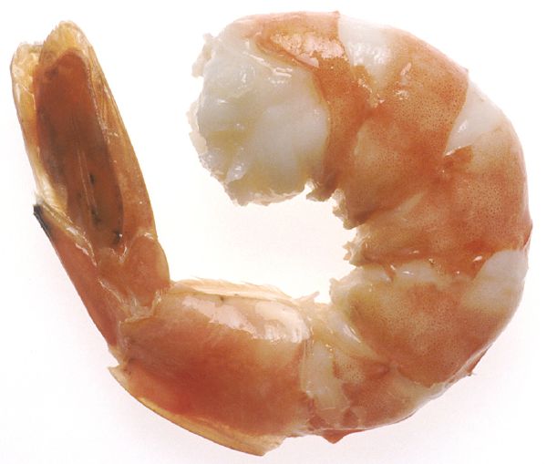 Shrimp - New World Encyclopedia