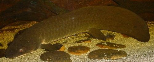 Lungfish - New World Encyclopedia