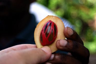 Nutmeg - New World Encyclopedia