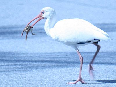 Ibis - New World Encyclopedia