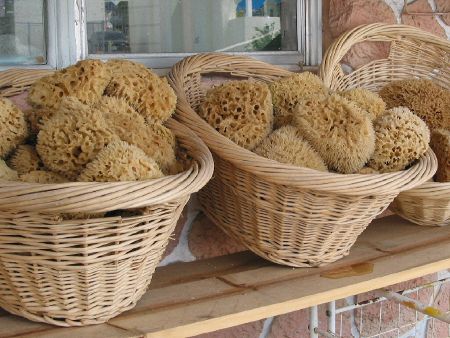 Sponge - New World Encyclopedia
