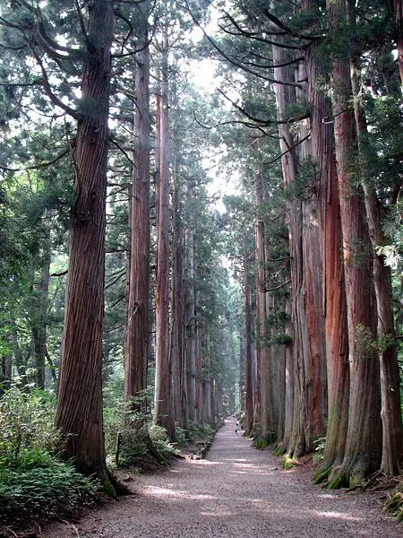 Conifer - New World Encyclopedia