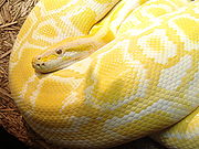 Python - New World Encyclopedia