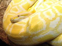 Python - New World Encyclopedia