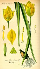 Tulip - New World Encyclopedia