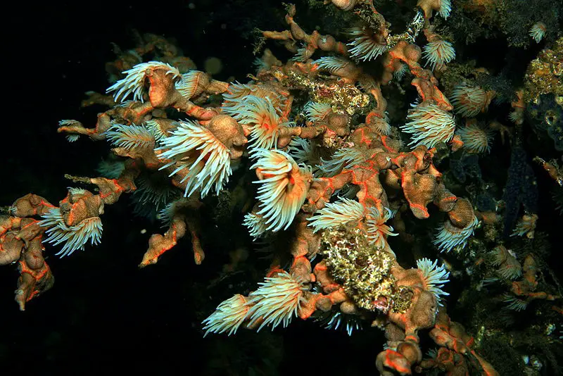 Coral reef - New World Encyclopedia