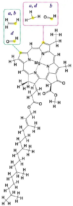 Chlorophyll - New World Encyclopedia