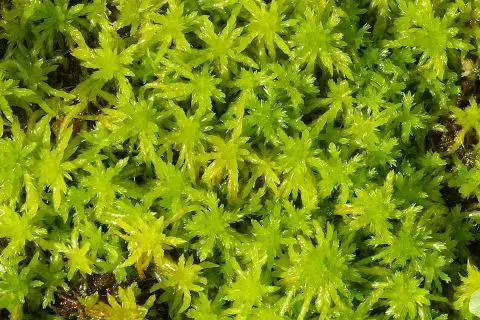 Sphagnum - New World Encyclopedia