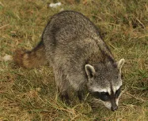 Raccoon - New World Encyclopedia