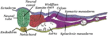 Notochord - New World Encyclopedia