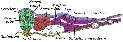 Notochord - New World Encyclopedia