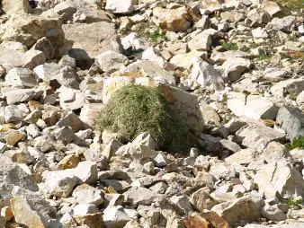 Pika - New World Encyclopedia