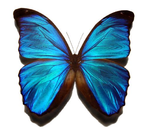 Butterfly - New World Encyclopedia