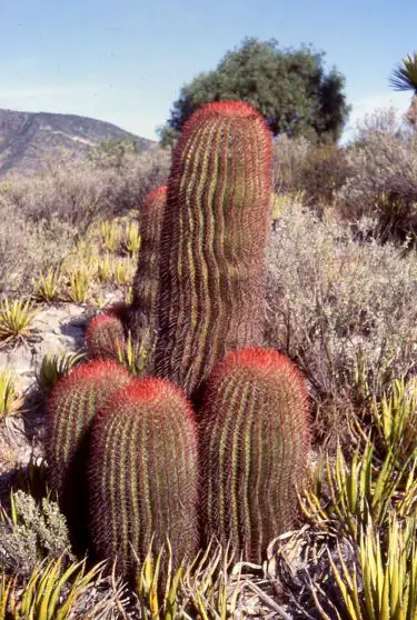 Cactus - New World Encyclopedia