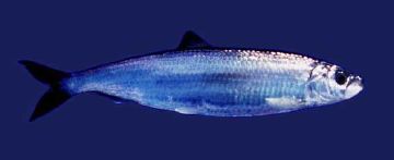 Herring - New World Encyclopedia