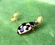 Coccinellidae - New World Encyclopedia