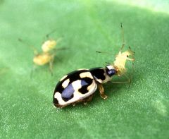Coccinellidae - New World Encyclopedia