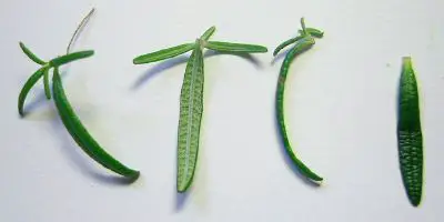 Rosemary - New World Encyclopedia