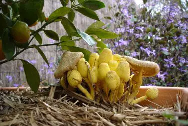 Mushroom - New World Encyclopedia