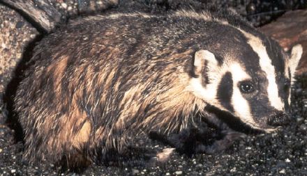 Mustelidae - New World Encyclopedia