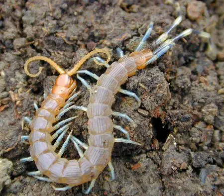 Centipede - New World Encyclopedia