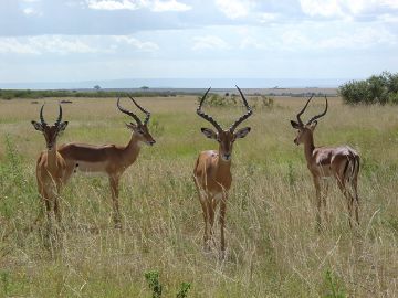 Impala - New World Encyclopedia