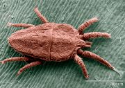 Mite - New World Encyclopedia