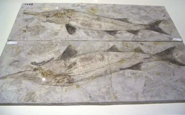 Paddlefish - New World Encyclopedia