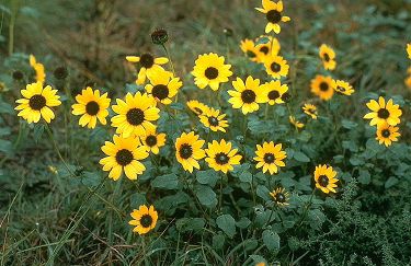 Sunflower - New World Encyclopedia