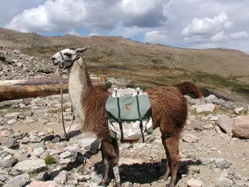 Llama - New World Encyclopedia