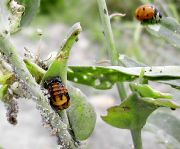 Coccinellidae - New World Encyclopedia