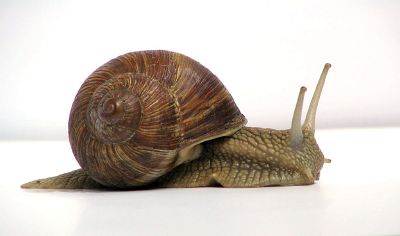 Snail - New World Encyclopedia