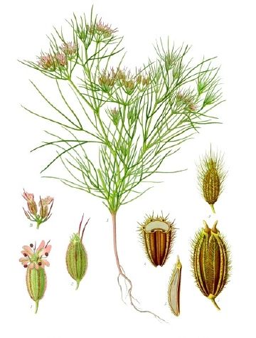 Cumin - New World Encyclopedia