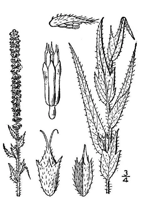 Ragweed - New World Encyclopedia