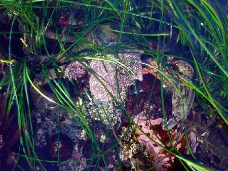 Camouflage - New World Encyclopedia