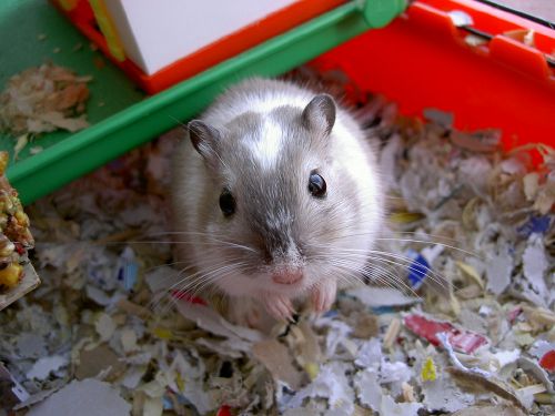 Gerbil - New World Encyclopedia