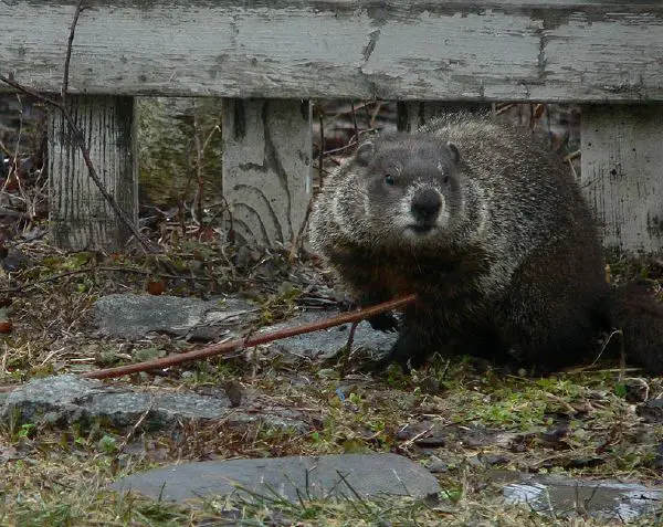 Groundhog - New World Encyclopedia
