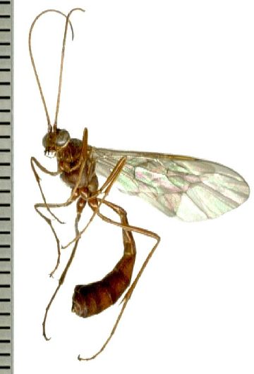 Ichneumonidae - New World Encyclopedia