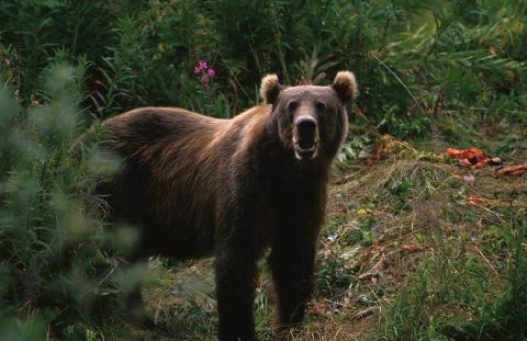 Bear - New World Encyclopedia