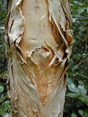 Melaleuca - New World Encyclopedia