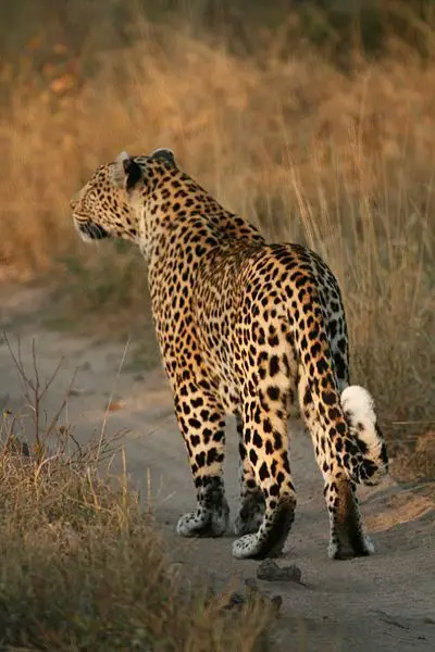 Leopard - New World Encyclopedia