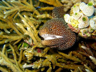 Moray eel - New World Encyclopedia